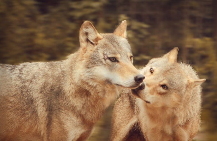 White Wolf : Wolves Are Getting Some Wet Lovin': 20 Photos Of Wolf Kisses