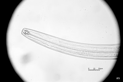 Variety of Life: Mononchida