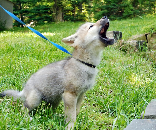 White Wolf : Wolf Center gives howling welcome to new pup, facility (VIDEO)
