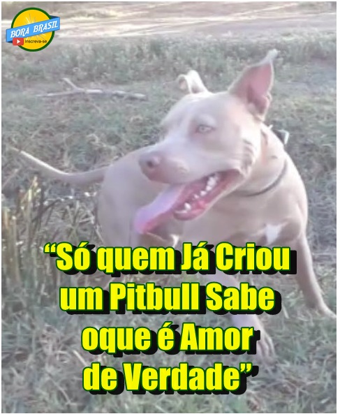 Frases Pitbull