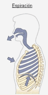 El Sistema Respiratorio