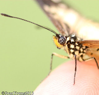 South African Photographs: White-barred Acraea - Male (Hyalites encedon)