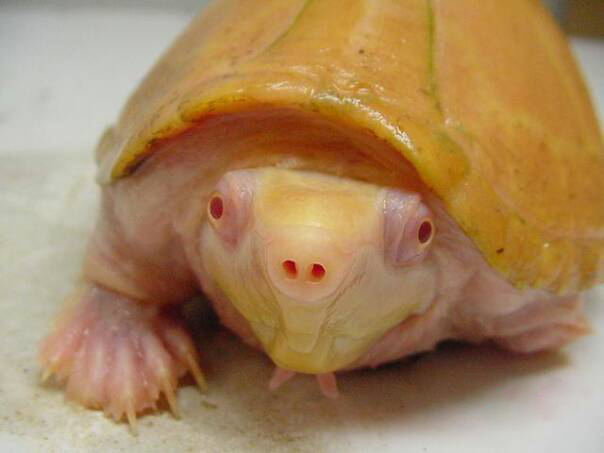 Albino Musk Turtle - Reptiles World