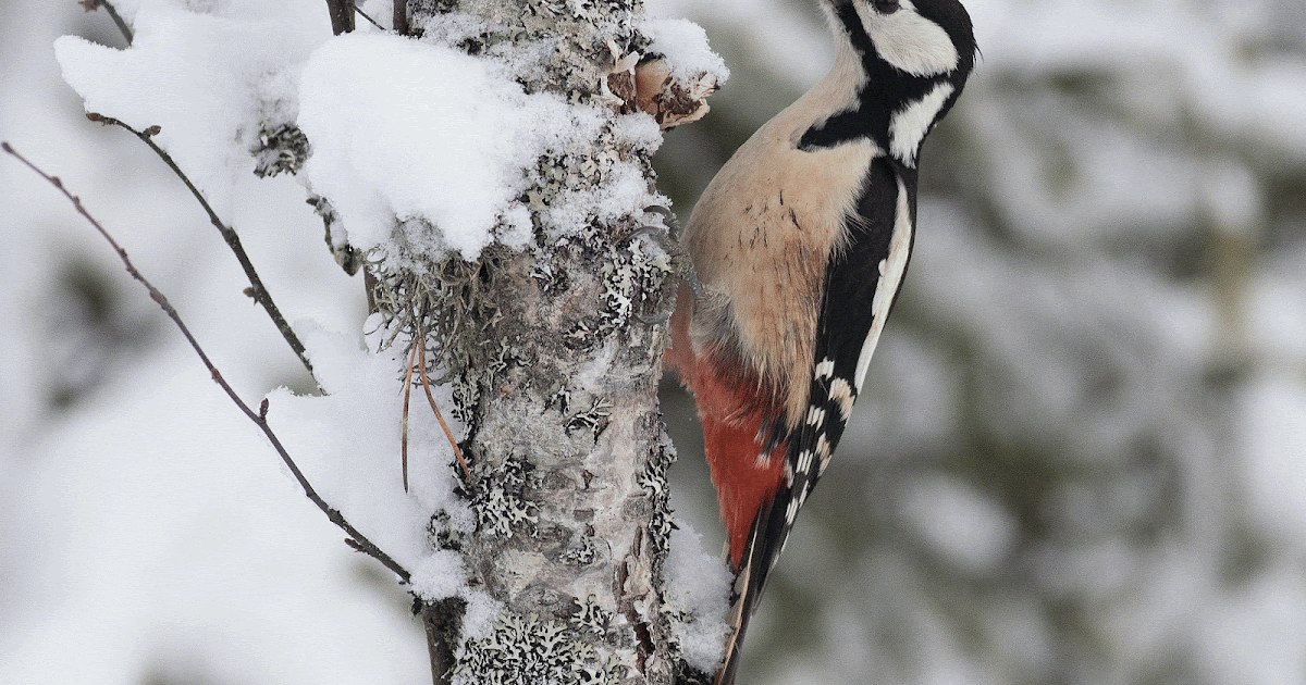 Helge Thun's fotoblogg: Flaggspett ved Jonsvatnet