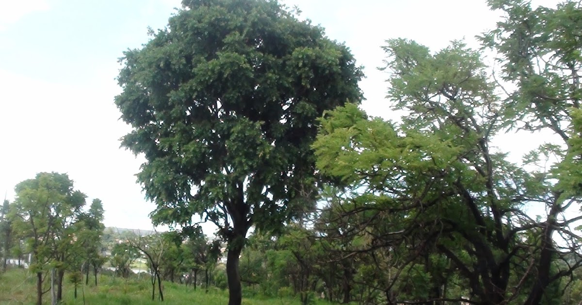 Flores, frutos e aves de Brasília e do Cerrado: ÁRVORES EMBLEMÁTICAS DE ...