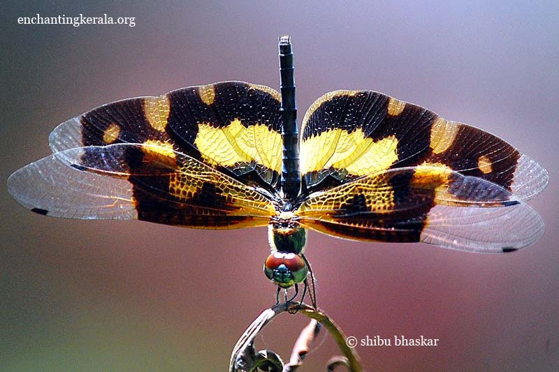 School Of Digital Photography: 18 Tips for Photographing Dragonflies ...