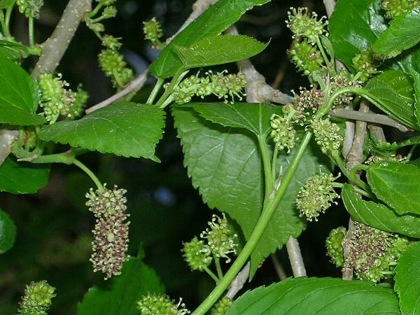 LJEKOVITO BILJE I LIJECENJE BILJEM: LJEKOVITO BILJE: Bijeli i crni dud ...