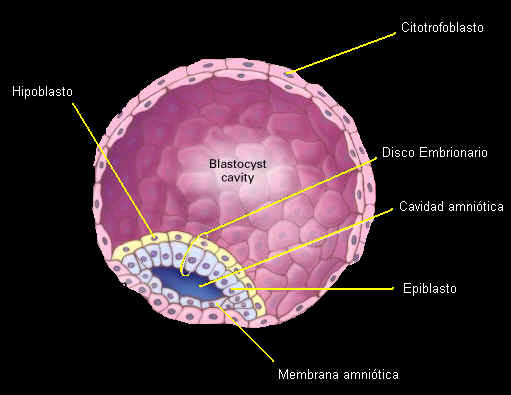 EMBRIOLOGIA - MEDICINA - PRIMER SEMESTRE: SEGUNDA SEMANA DEL DESARROLLO ...