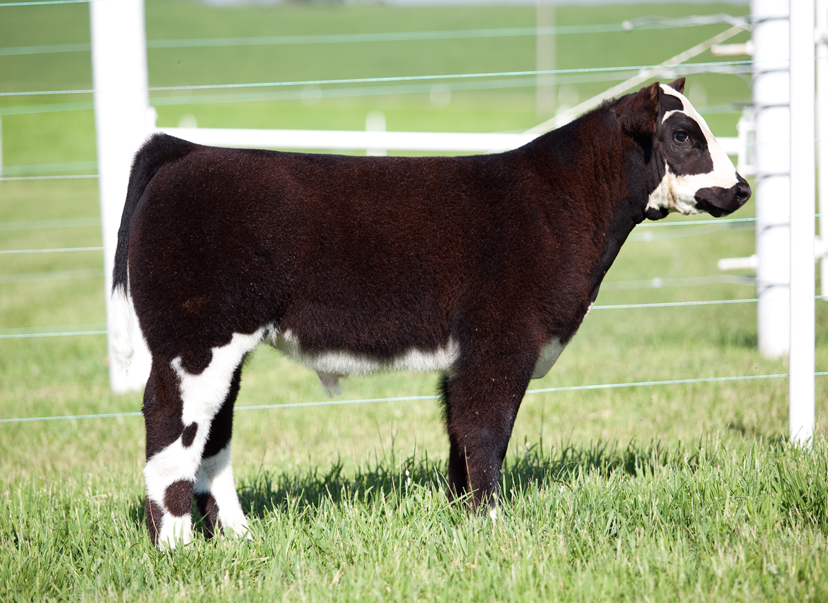RCC Blog: Smith Cattle Co.