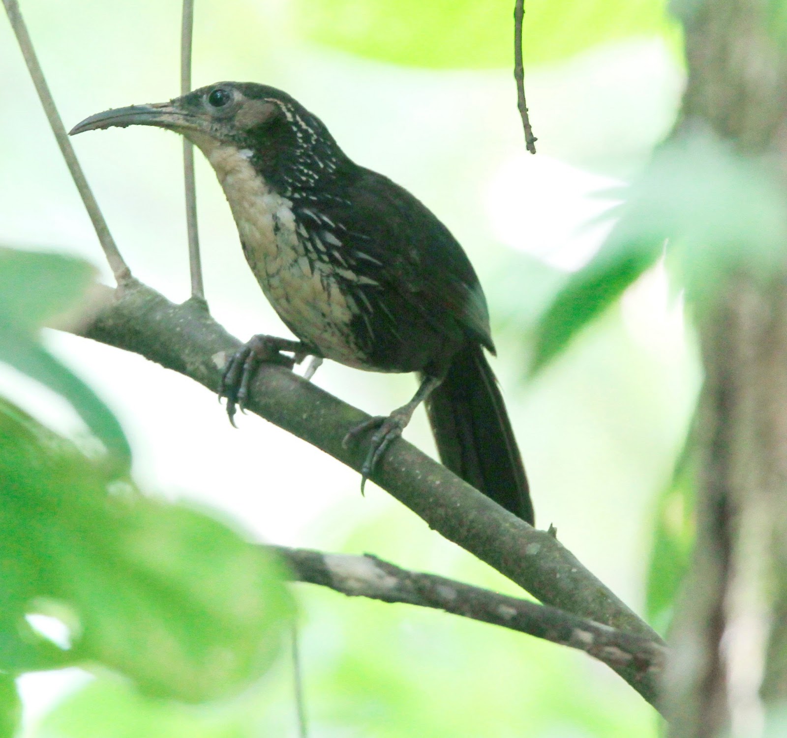 Mike is the name Birding is the game ( Birding in Malaysia - Malaysian ...