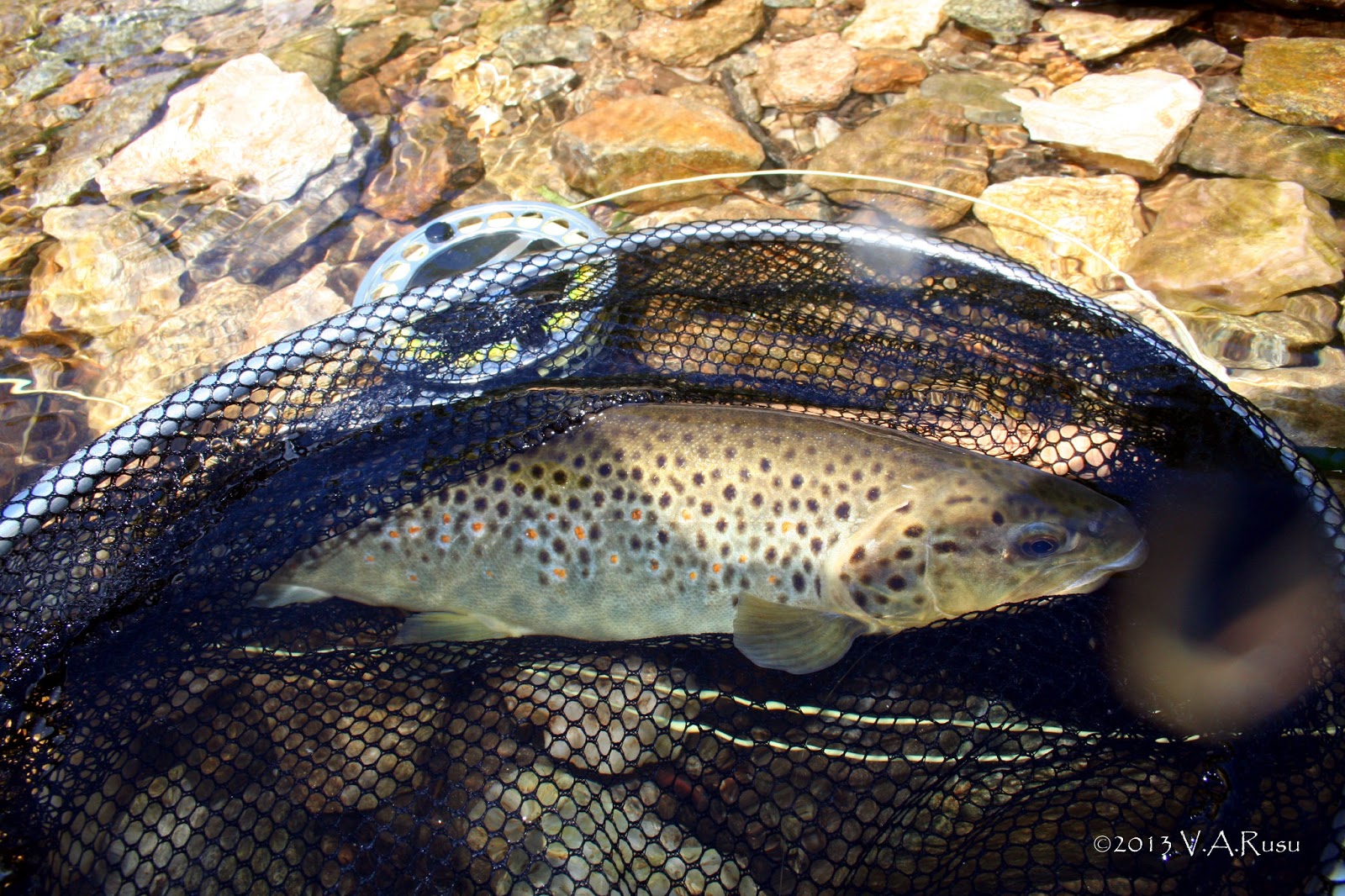 Vladys Fly Fishing Lair: Killer Dry Fly - Modified Jingler (Part I)