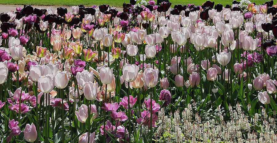 Refugium: Tulpaner, tulpaner, tulpaner