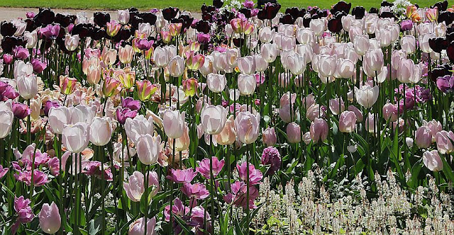 Refugium: Tulpaner, tulpaner, tulpaner