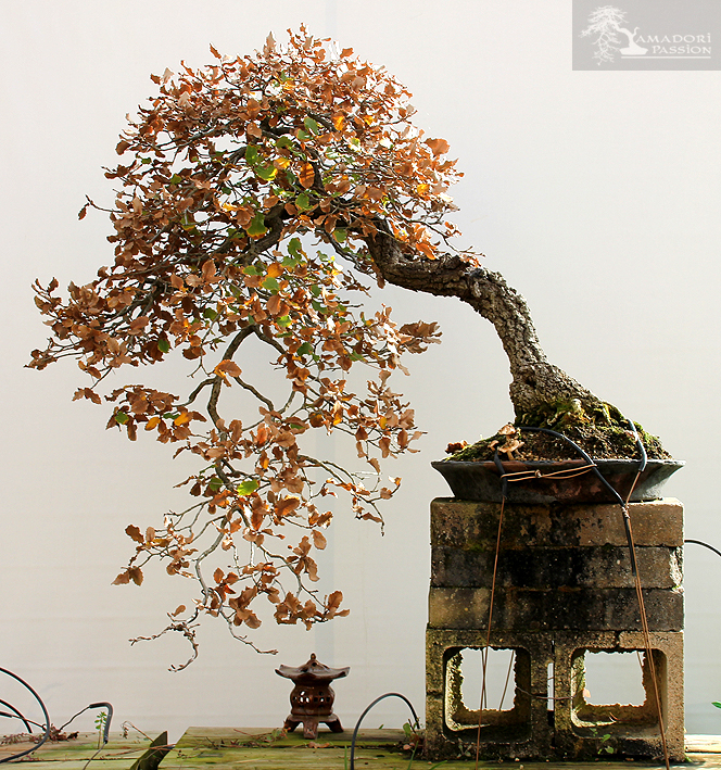 Yamadori Passion: Roble, Carvalho, Oak Tree (Quercus Humilis) (XI)