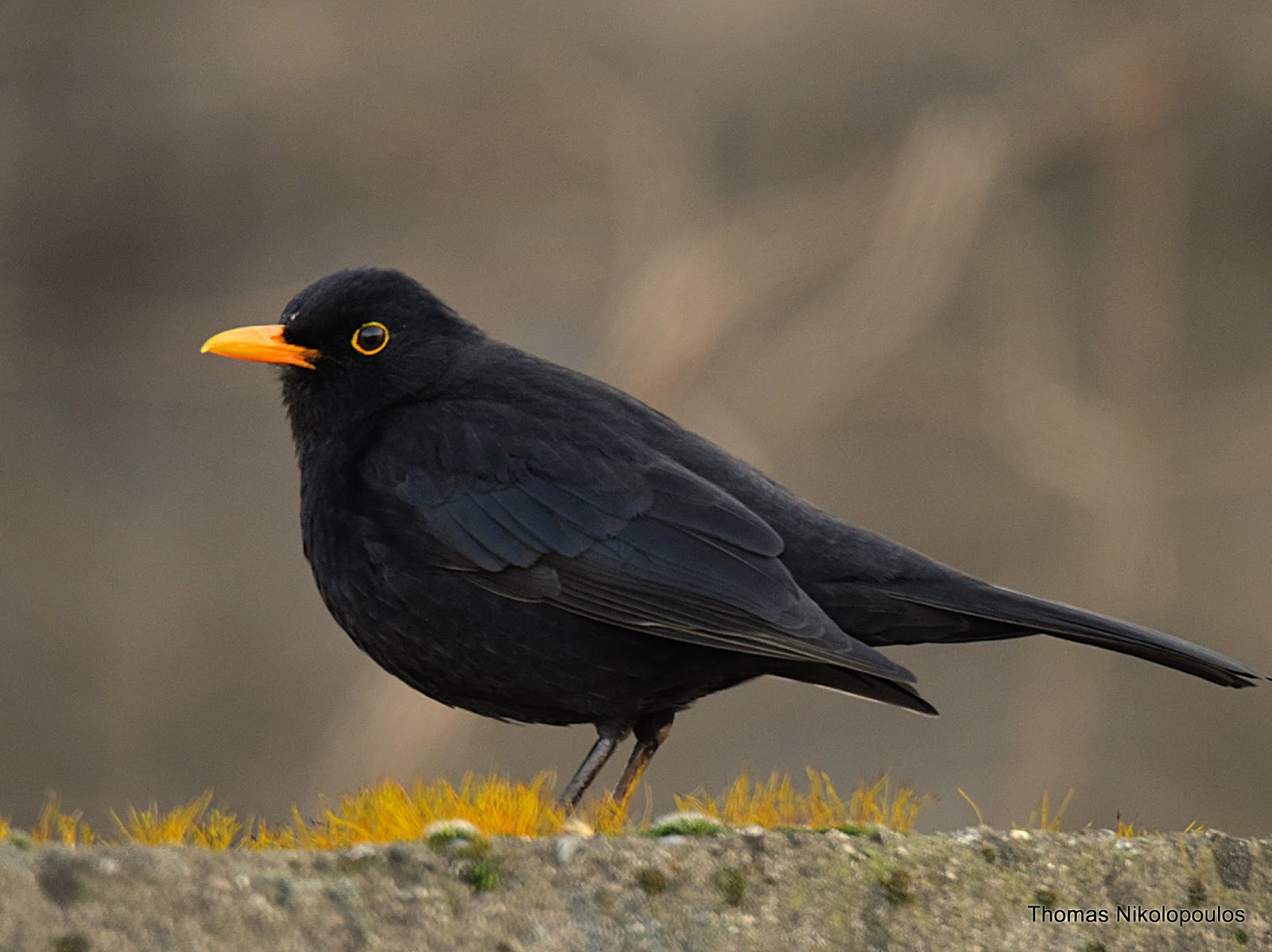 Thomas Nikolopoulos - Wildlife : Κότσυφας (Turdus merula)﻿
