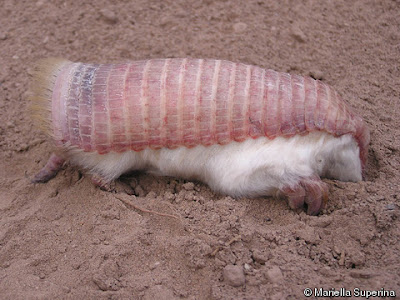 Pink Fairy Armadillo | The Life of Animals