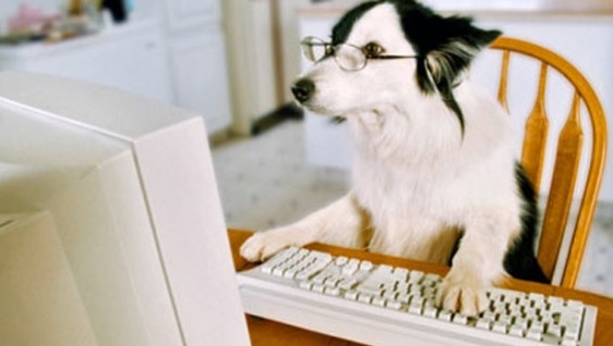 Registra a tu mascota en Toluca; conoce los beneficios y la credencial ...