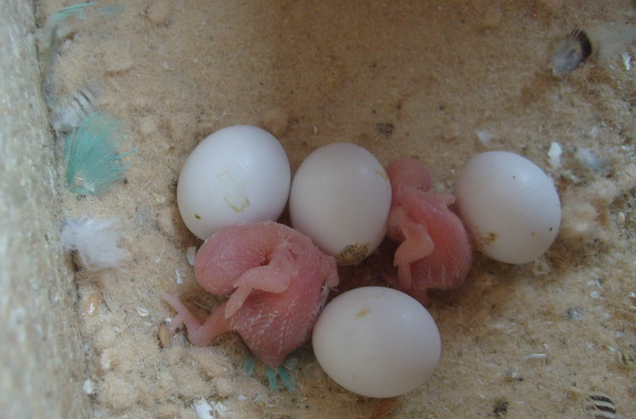 Pericos Australianos: Introducción