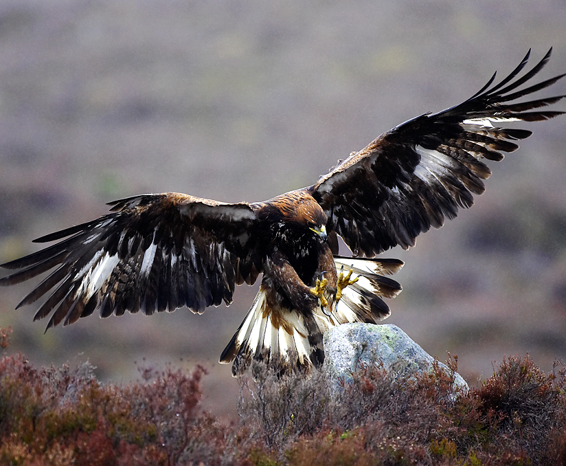 Atholl Estates Ranger Service: April 2013