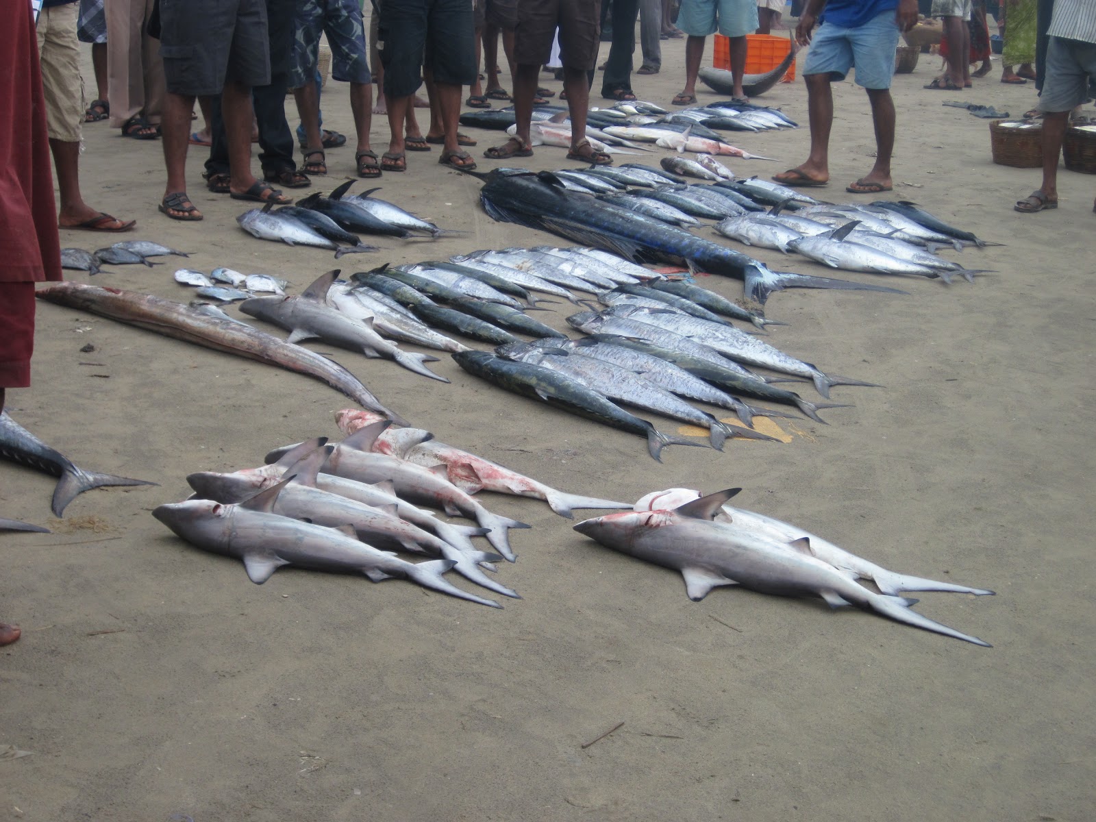 GP's Travelogue: Konkan Travel - Day 3