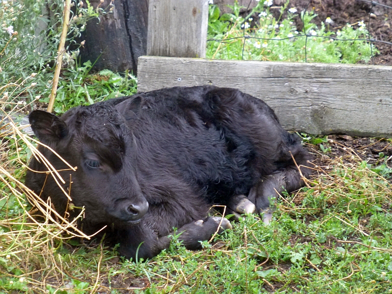 Rural Revolution: Birthday calf