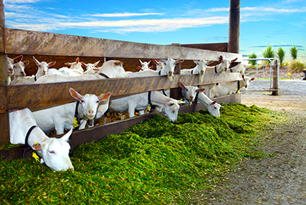 Goat Stall Feeding: An Alternative to Traditional Grazing Systems