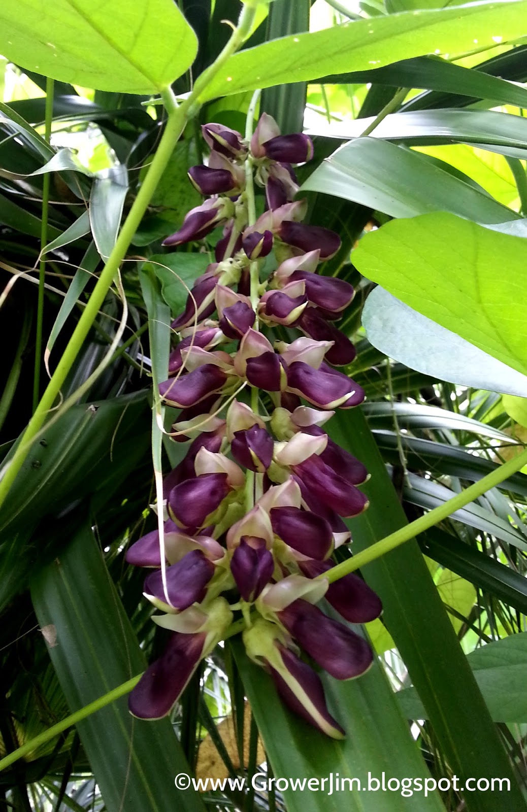 Garden Adventures: Velvet bean (Mucuna pruriens var. utilis)