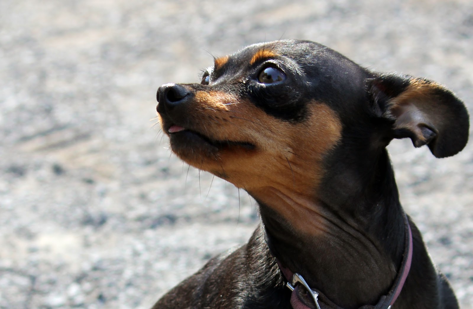 Canine Bronchitis | Bronchitis in Dogs