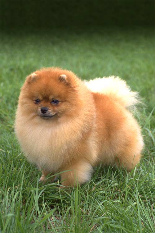 Deep Space Pat: EMvTW 142: Cleponji (Promellian Battle Cruiser)