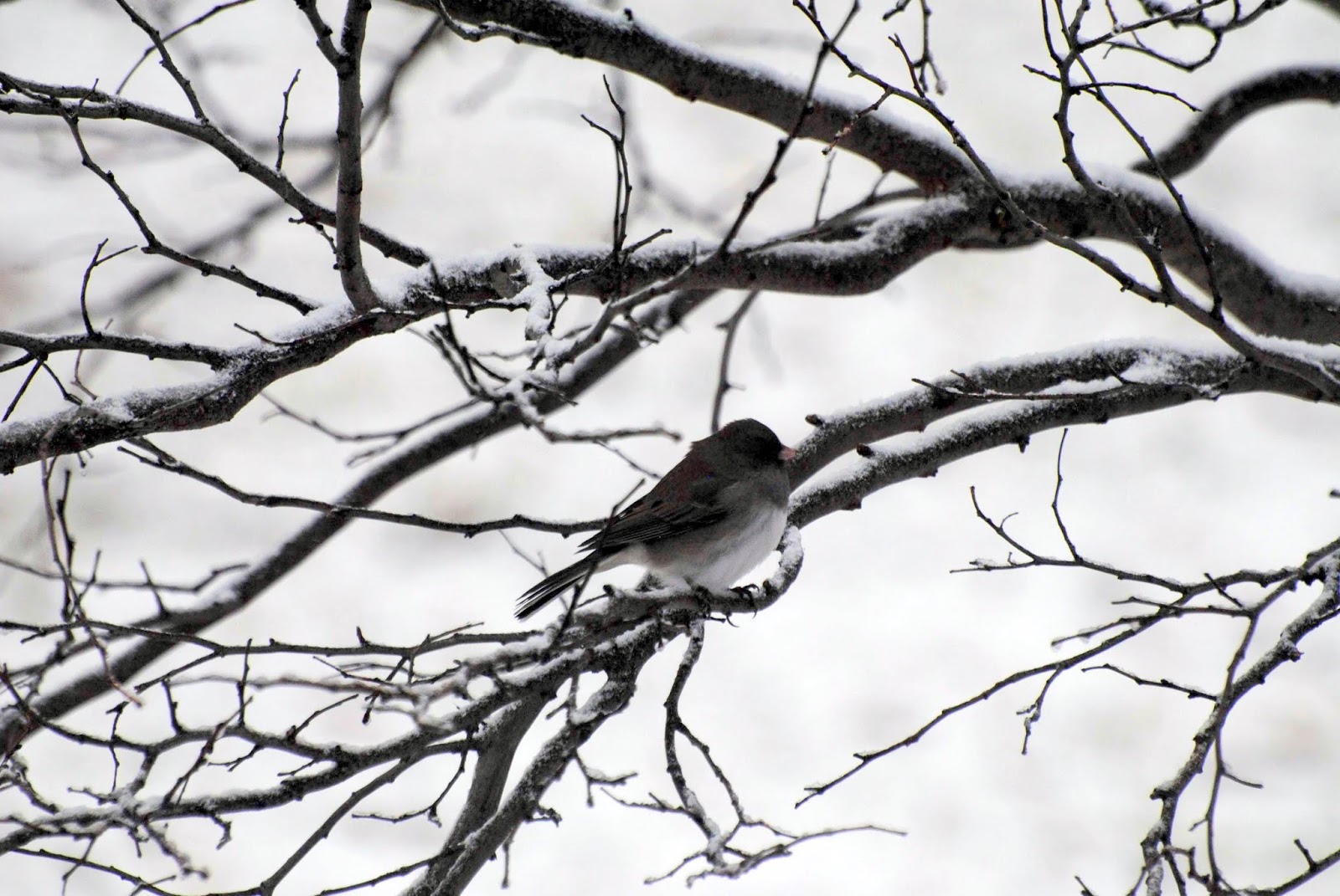 the Grabers: January birds