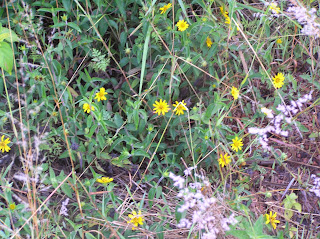 Earth on the Wing: Flowers of Rwanda