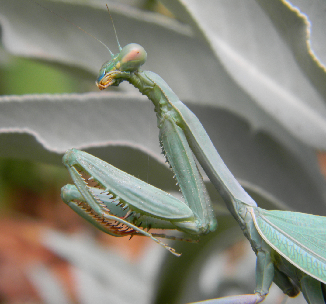 Journal of a Naturalist: The Praying Prophet