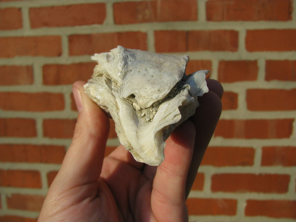 Views of the Mahantango: Large fossil oyster from Florida
