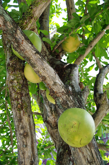 Trees and Plants: Calabash Tree