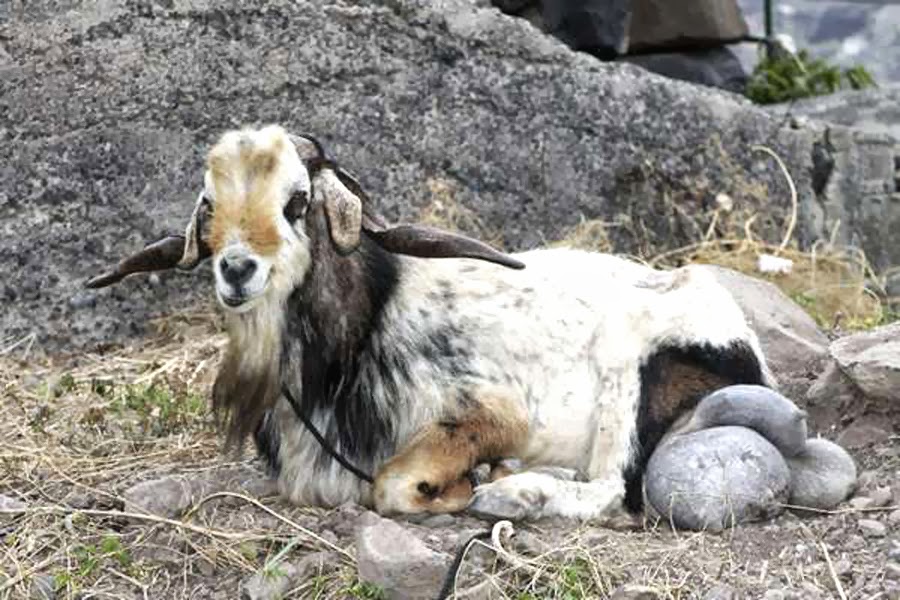 Decires tradicionales canarios: Ya la cabra cogió chivato