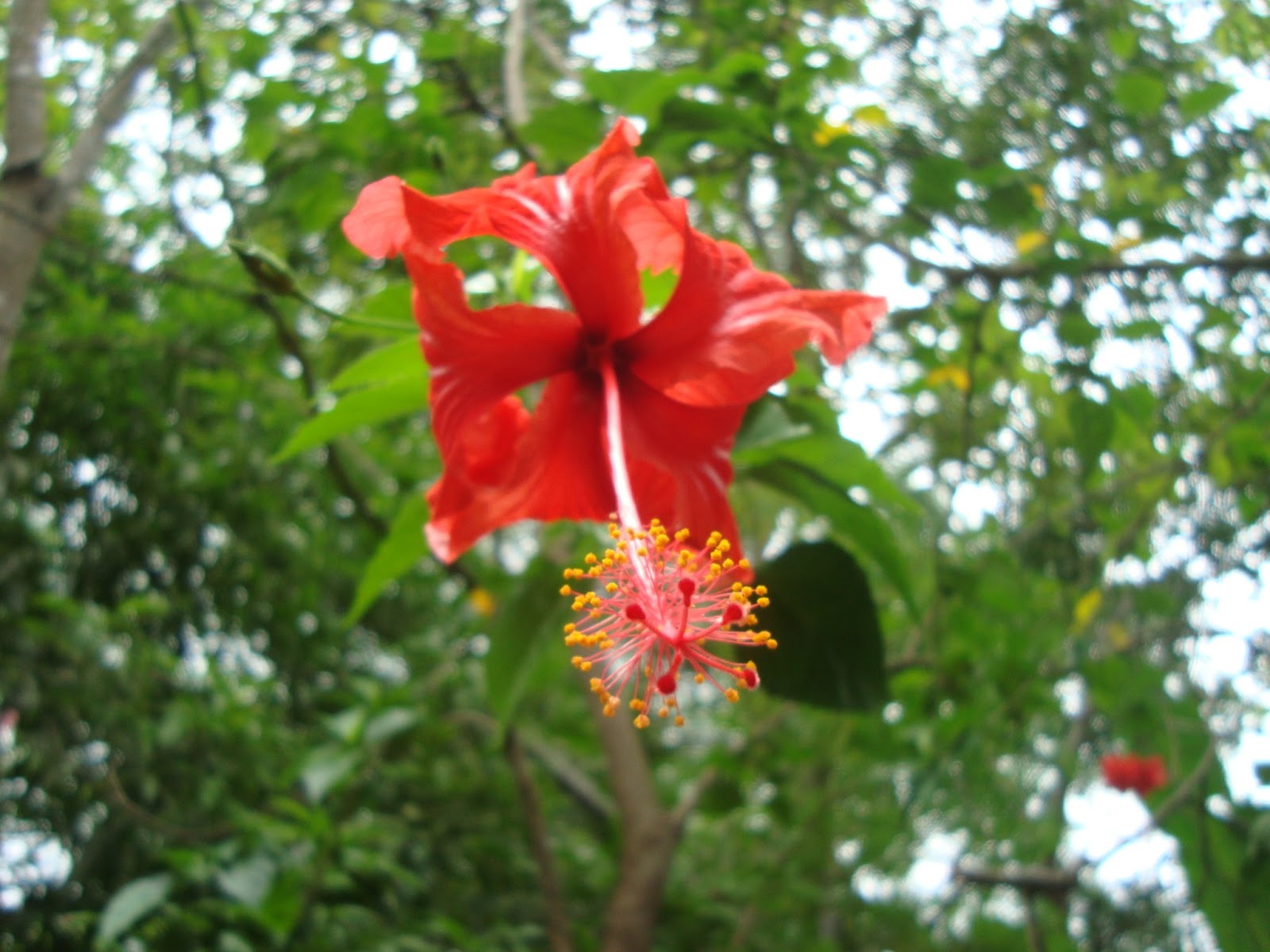 Memorias 24: Canto a Güiripa