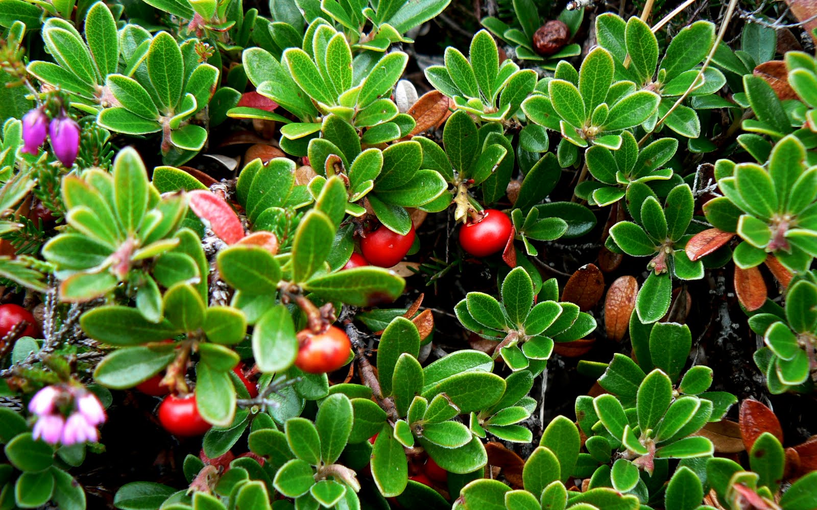 A Kilchoan Diary: Hardy Shrubs