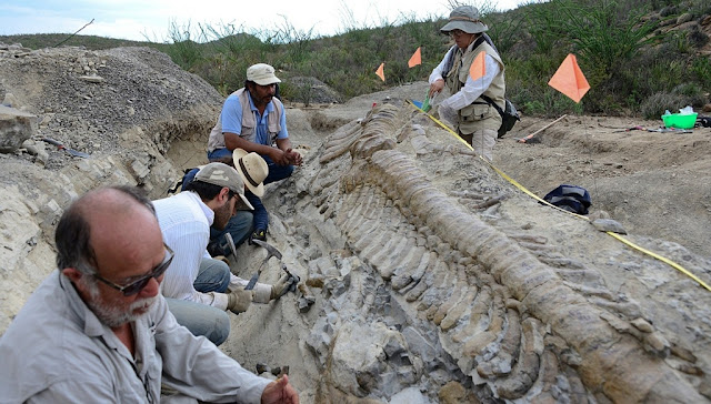 Well Preserved Giant Dinosaur Tail was Discovered in Mexico