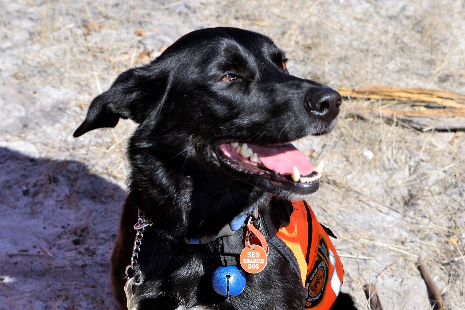 Search and Rescue Dogs Western Australian SES: Operational Search Dogs