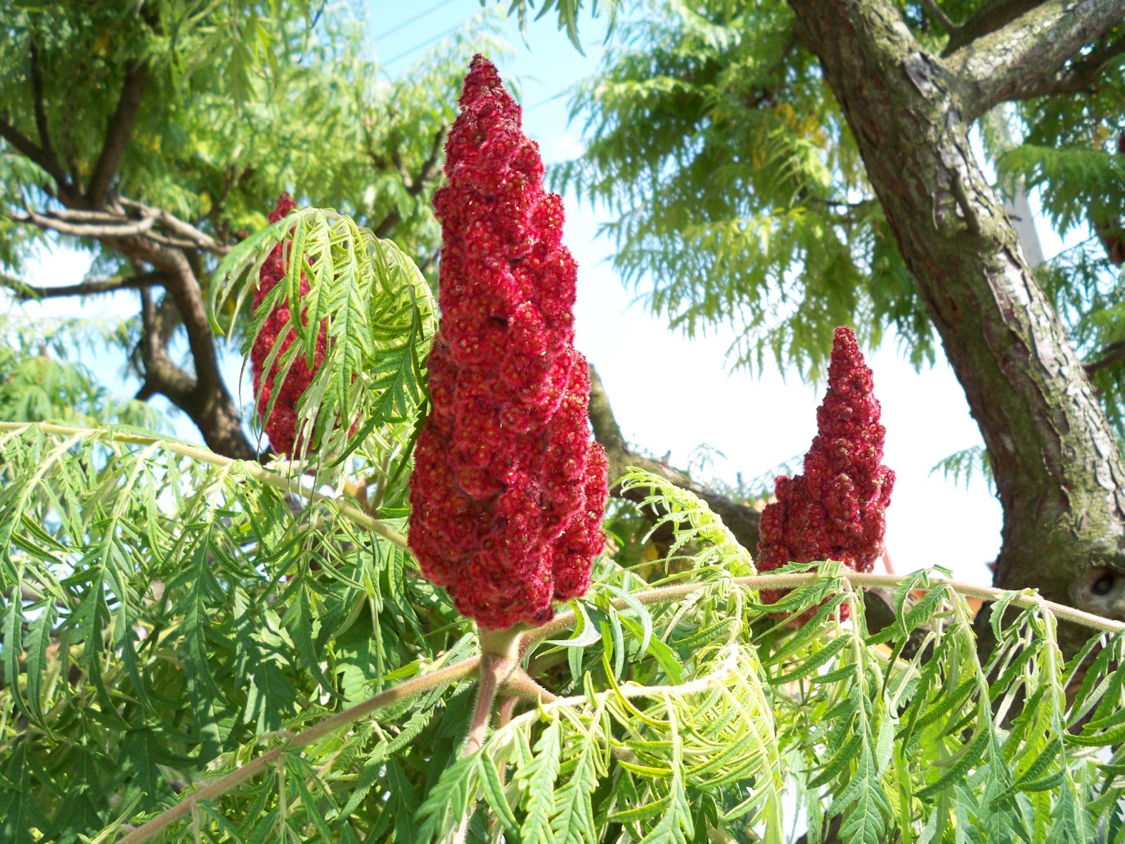 A Shutter of Awe: Flowers