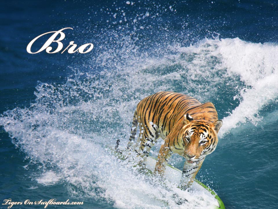 Tigers on Surfboards