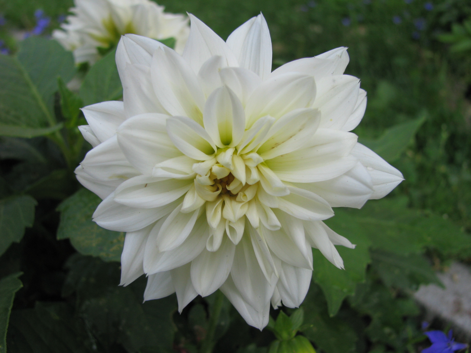 Ogródek Online: Białe dalie - Dahlia