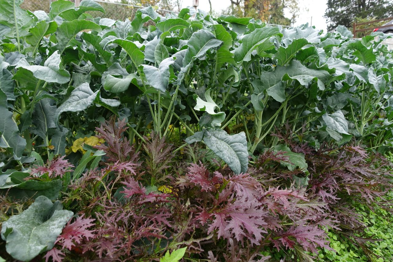 Seminte si plante de gradina hobby: Mustar oriental Ruby Streaks