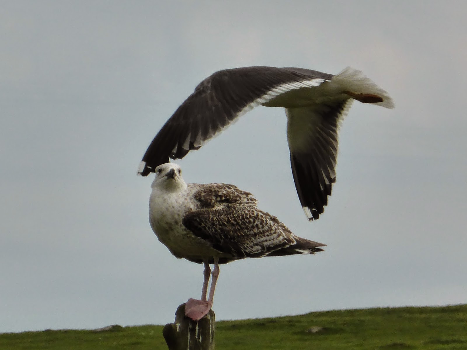 Fair Isle: The Fishing Hands - Inge Thomson - FIMETI