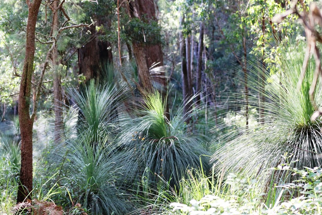 National Park Odyssey: The Ridge Track, Goomburra Section, Main Range ...