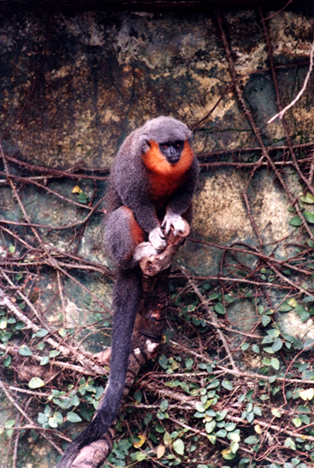 Abe's Animals: Jamaican monkey pictures
