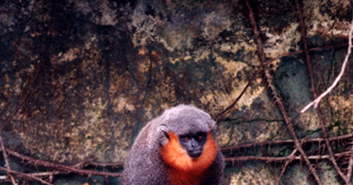 Abe's Animals: Jamaican monkey pictures