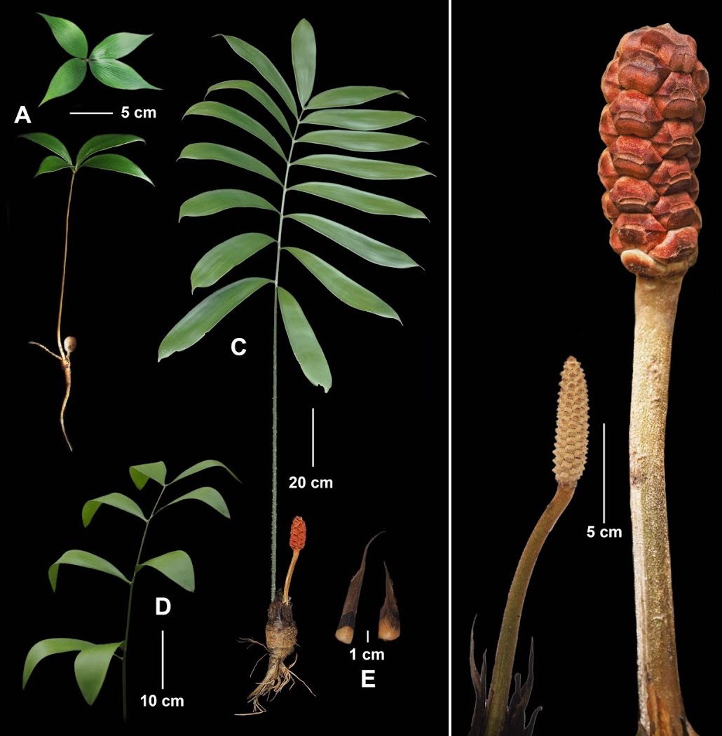 Species New to Science: [Botany • 2018] Zamia paucifoliolata (Zamiaceae ...