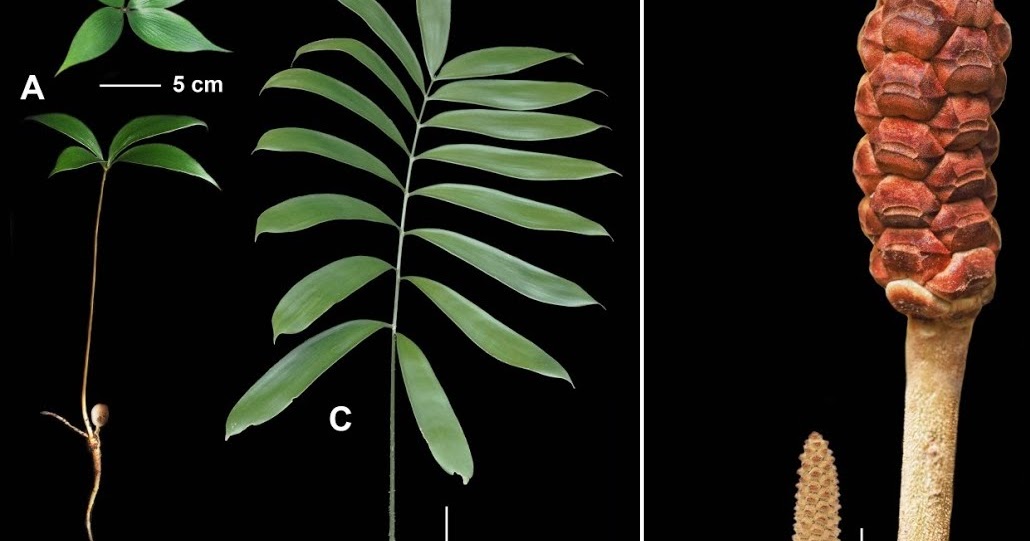 Species New to Science: [Botany • 2018] Zamia paucifoliolata (Zamiaceae ...