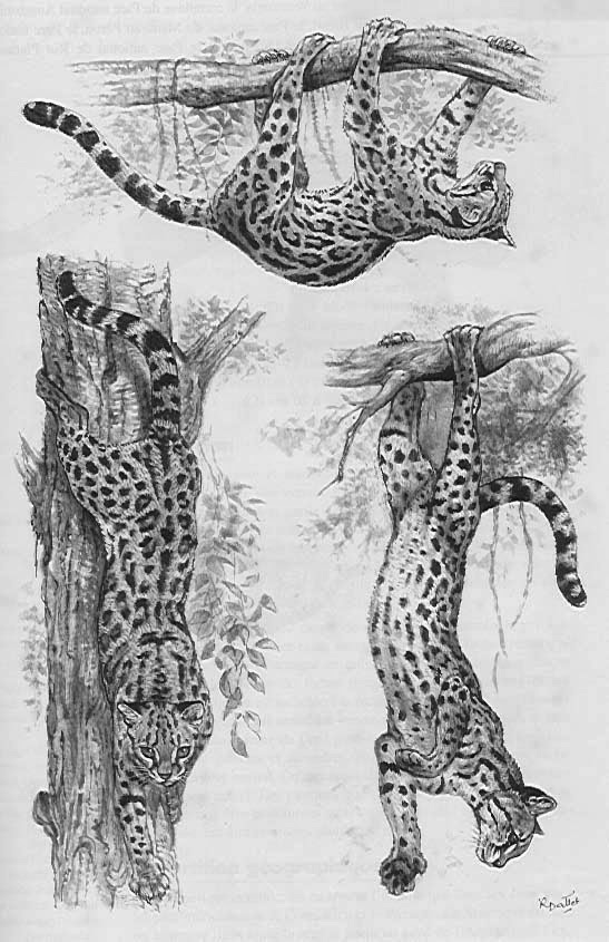 Unique and Unusual Hunting Techniques in Nature: The Alluring Margay